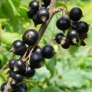 Benefícios Da Groselha Negra | VEJA OS BENEFÍCIOS