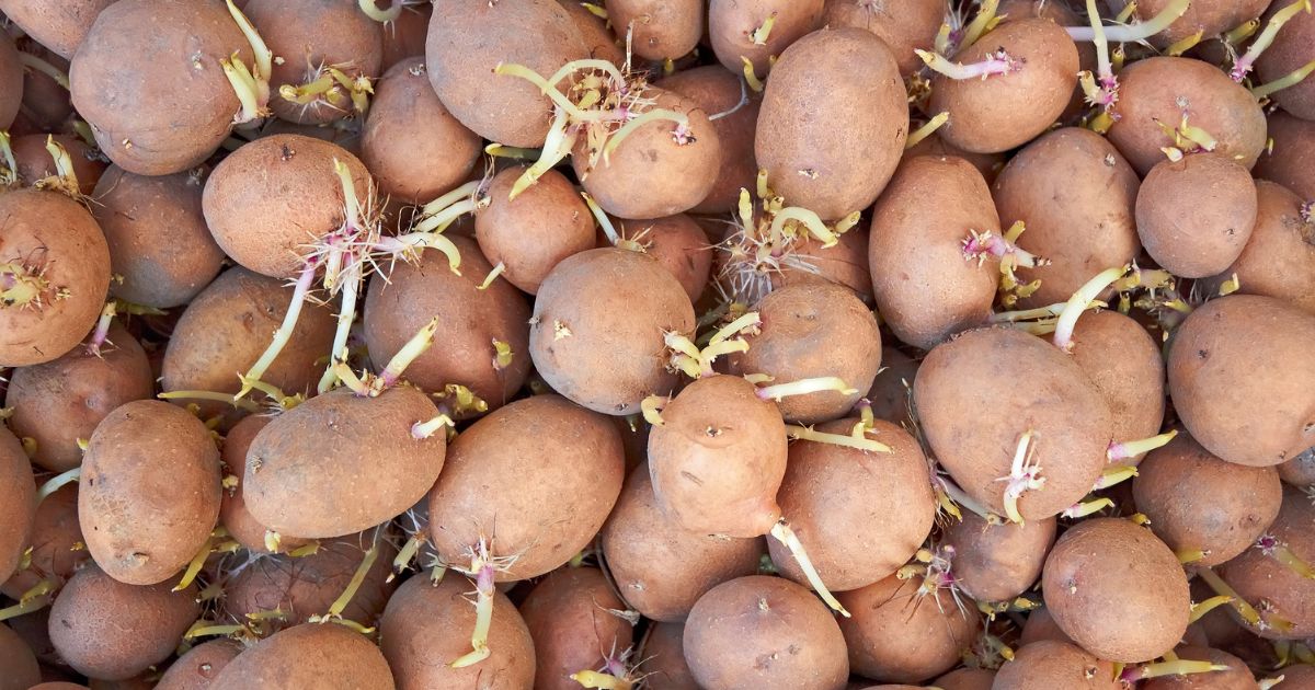 Como Plantar Batata Em Casa | FAÇA VOCÊ MESMO | PASSO A PASSO